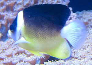 Abe's angelfish Facts for Kids