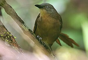 Ashy-headed laughingthrush Facts for Kids