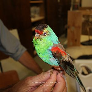 Paradise parrot Facts for Kids