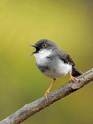 Grey-breasted prinia Facts for Kids