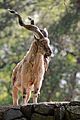 Markhor Facts for Kids