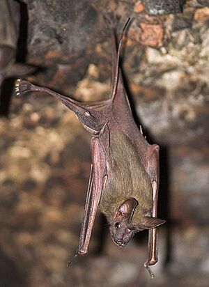 Greater mouse-tailed bat Facts for Kids