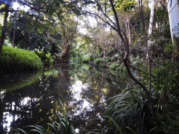 Worongary Facts for Kids