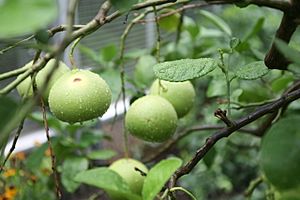 Melogold Facts for Kids