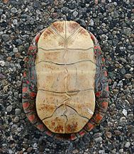 Turtle shell for Kids