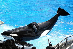 Tilikum (orca) Facts for Kids