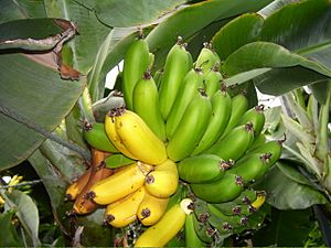 Banana production in Iceland Facts for Kids