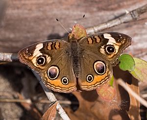 Common buckeye Facts for Kids