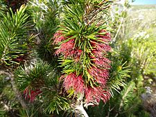 Dense clawflower Facts for Kids