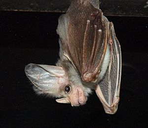 Ghost bat Facts for Kids