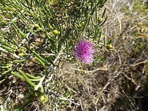 Wiry honey-myrtle Facts for Kids