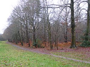 Swinley Park and Brick Pits Facts for Kids