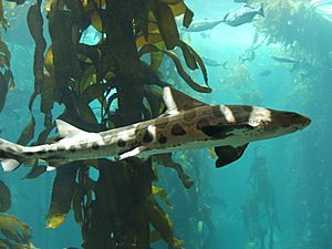 Leopard shark Facts for Kids