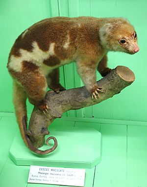 Common spotted cuscus Facts for Kids