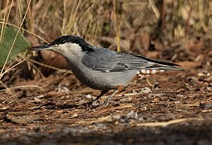 Giant nuthatch Facts for Kids