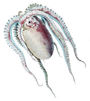 Tuberculate pelagic octopus Facts for Kids
