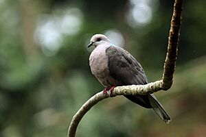 Ring-tailed pigeon Facts for Kids