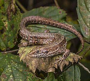Viviparous lizard Facts for Kids