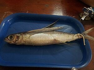 African flyingfish Facts for Kids