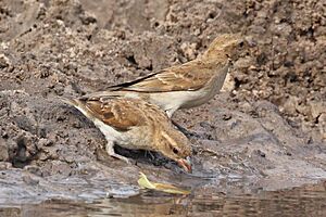 Sahel bush sparrow Facts for Kids