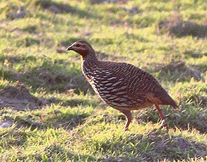 Swamp francolin Facts for Kids