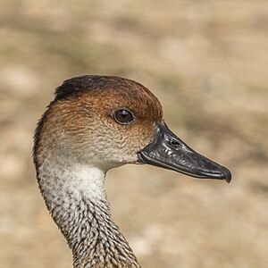 West Indian whistling duck Facts for Kids