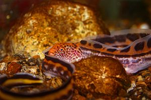 Wolf eel Facts for Kids