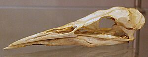Eurasian bittern Facts for Kids