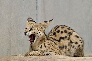 Serval Facts for Kids