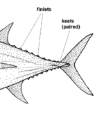 Fin Facts for Kids