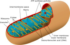 Mitochondria Facts for Kids