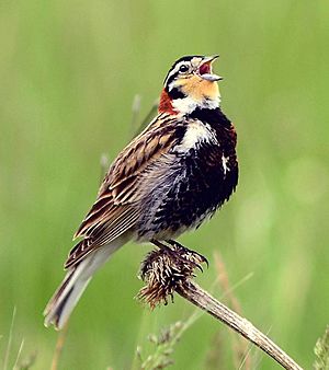 Chestnut-collared longspur Facts for Kids