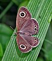 Butterfly Facts for Kids