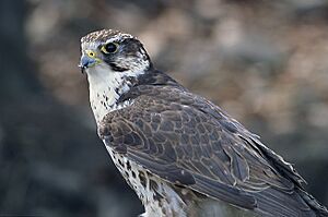 Saker falcon Facts for Kids
