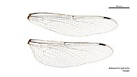 Northern riffle darner Facts for Kids