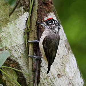 Ochraceous piculet Facts for Kids