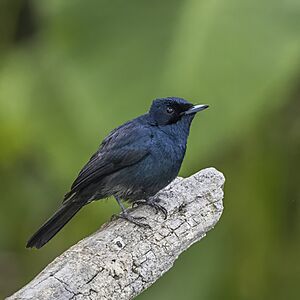 Shining flycatcher Facts for Kids