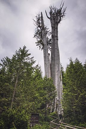 Duncan Cedar Facts for Kids