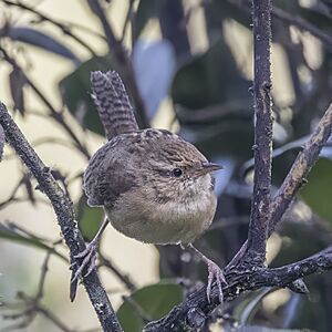 Grass wren Facts for Kids