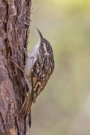 Short-toed treecreeper Facts for Kids