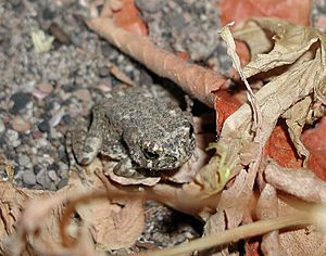 Arroyo toad Facts for Kids