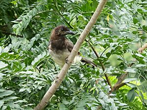 Brown jay Facts for Kids