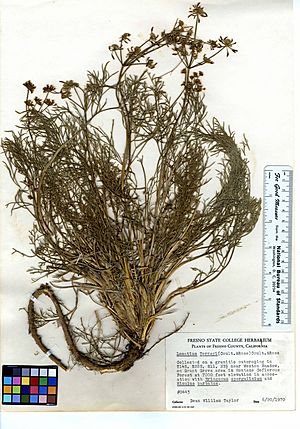 Sierra biscuitroot Facts for Kids