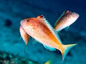 Swallowtail hawkfish Facts for Kids