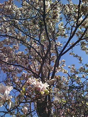 Magnolia (tree) Facts for Kids