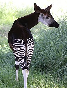 Okapi Facts for Kids