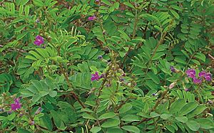 Tephrosia purpurea Facts for Kids