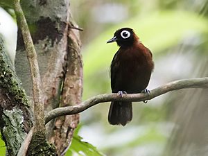 Chestnut-crested antbird Facts for Kids