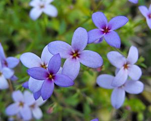 Tiny bluet Facts for Kids
