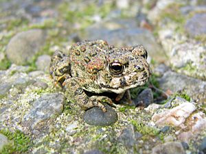 California toad Facts for Kids